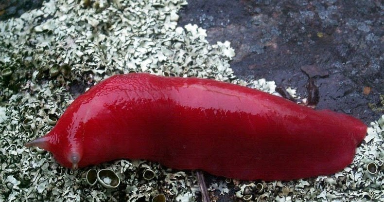 Spiritual Vigor: Giant Pinks Slugs Of Mount Kaputar
